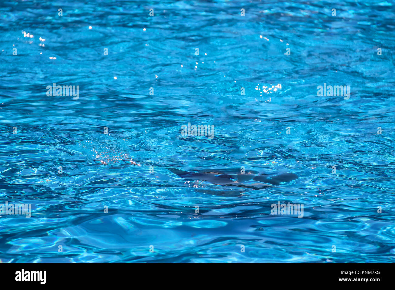 Blue water in modern sweeming pool Stock Photo - Alamy