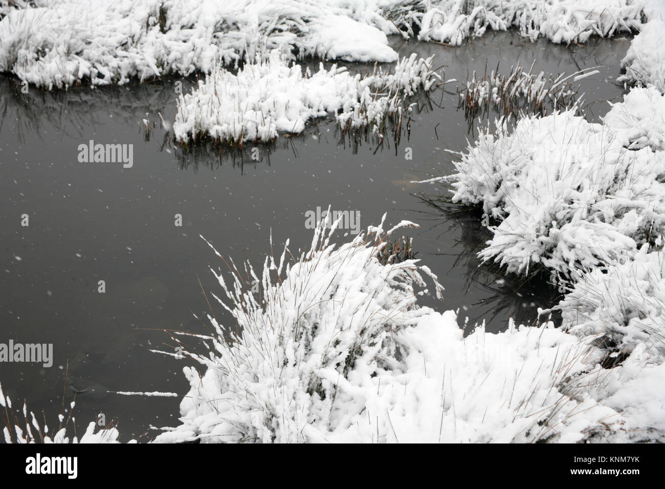 Marsh reeds covered by snow in Stokes Bay, Alverstoke, Gosport ...