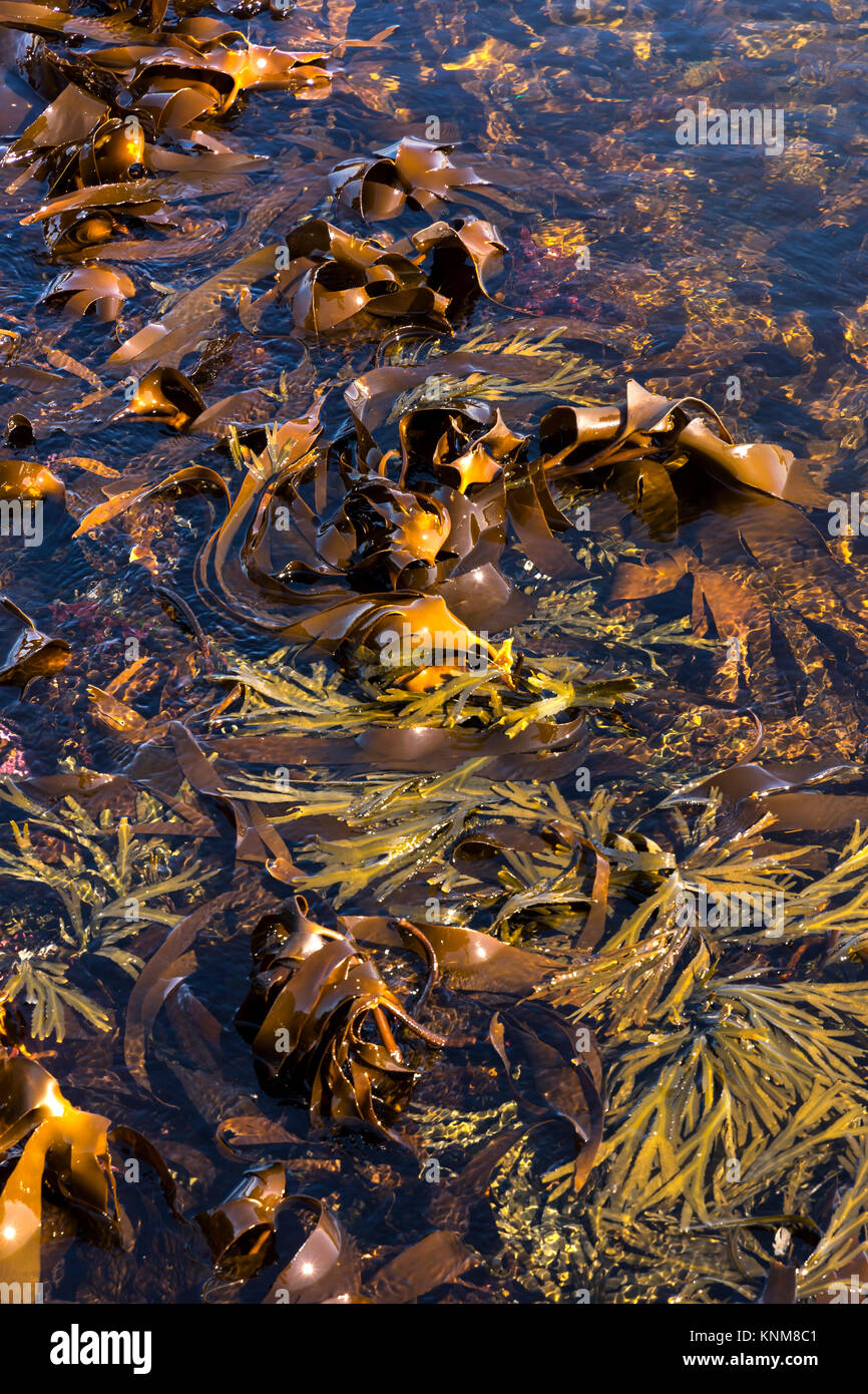 floating algae in Mandal in Norway Stock Photo - Alamy