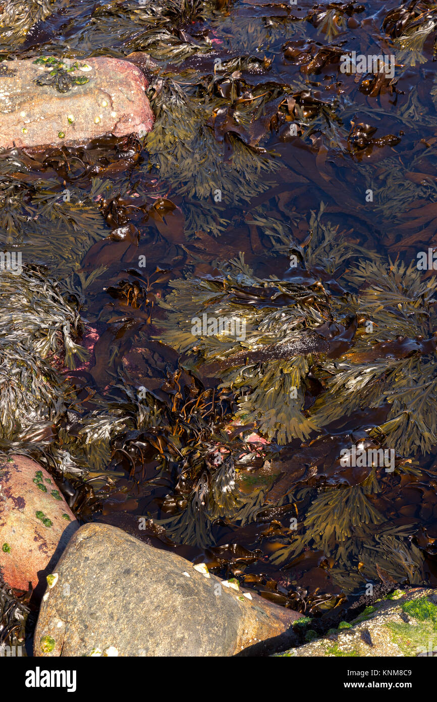 floating algae in Mandal in Norway Stock Photo - Alamy