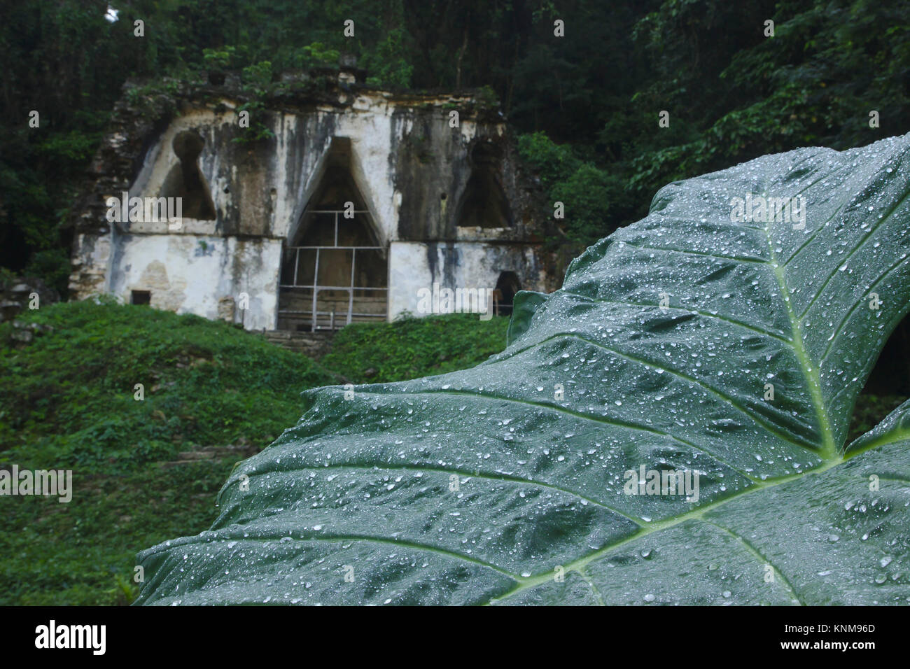 Palenque, Temple of the Foliated Cross, Chiapas, Mexico Stock Photo - Alamy