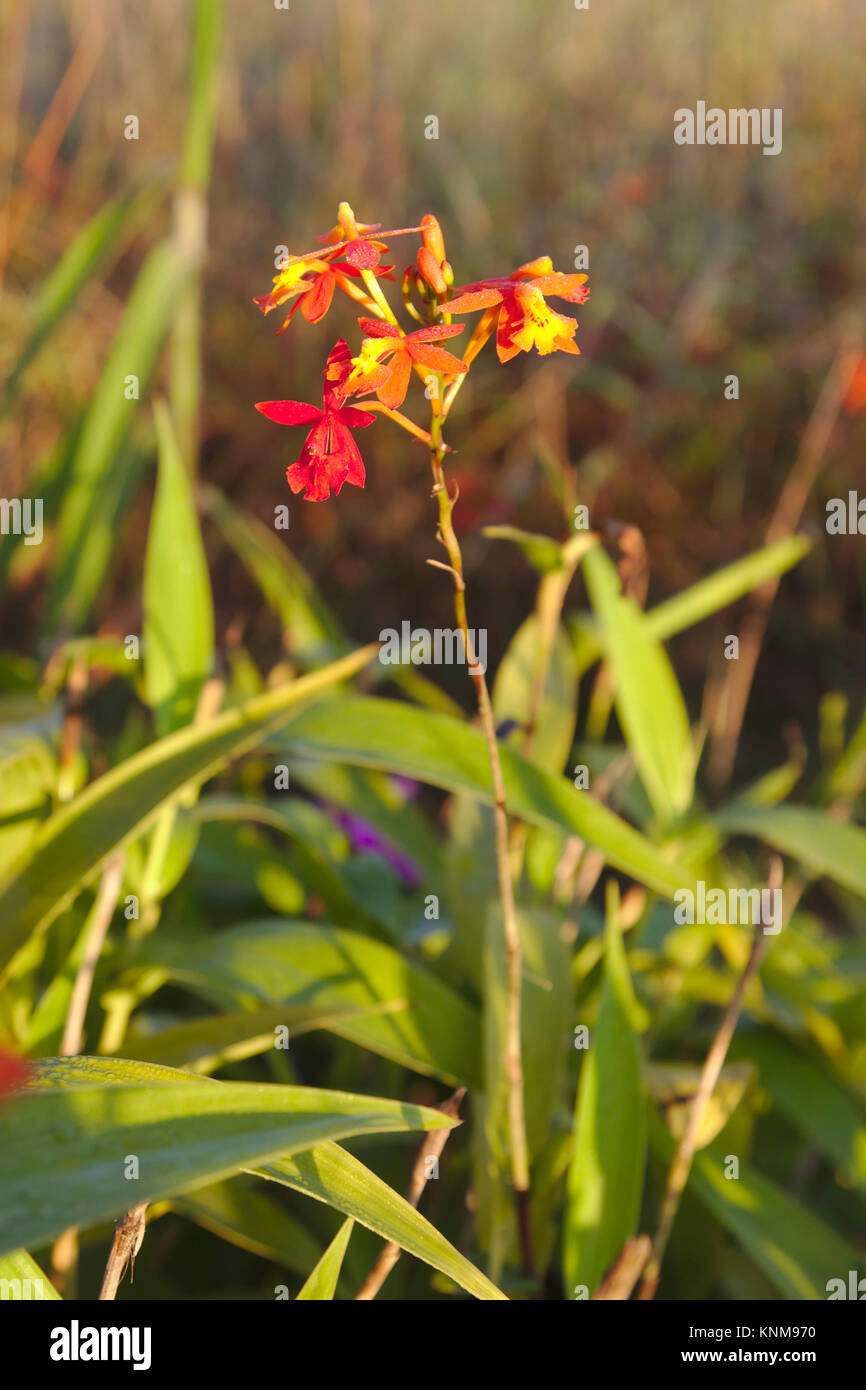 Chichon hi-res stock photography and images - Alamy