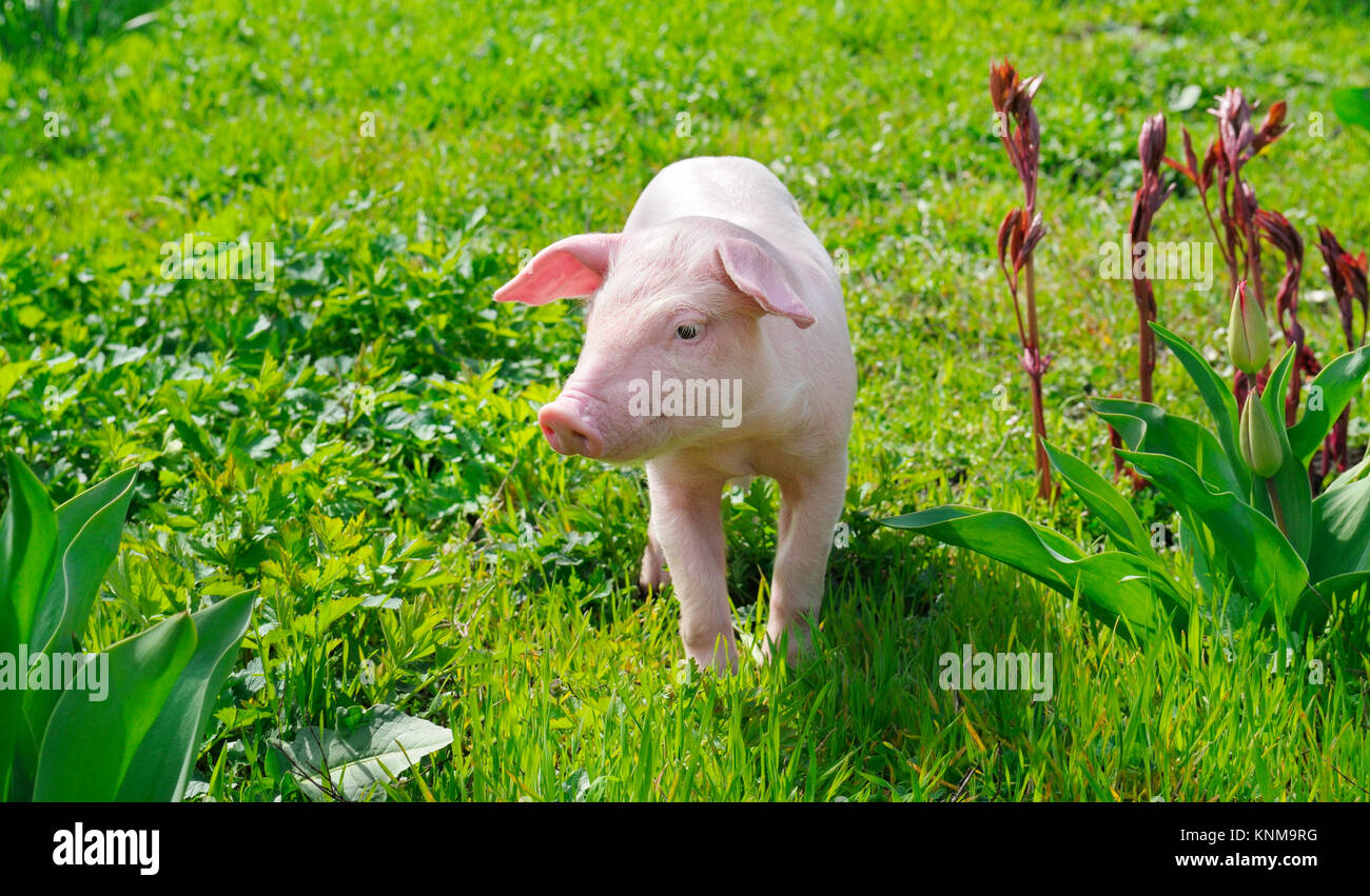 funny pig on a green grass Stock Photo - Alamy