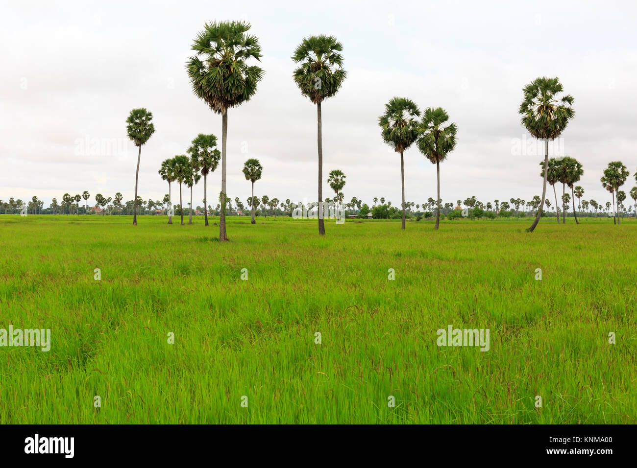 Green Paddy Field with Palm Trees and White Clouds Stock Photo - Alamy