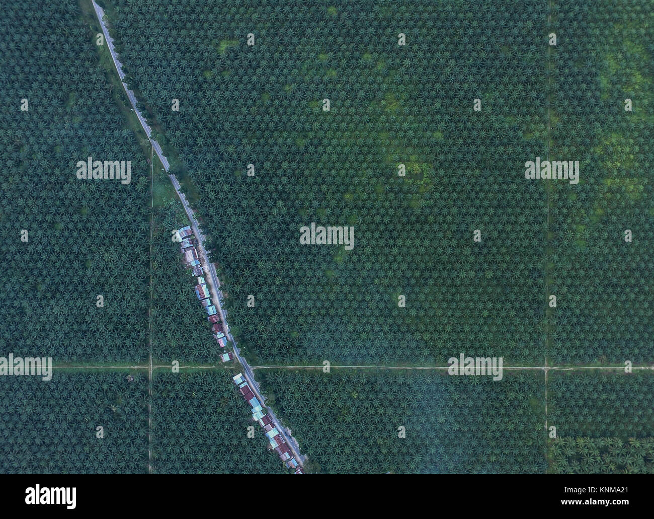 Palm Oil Plantation in the regency of Luwu Timur, South Sulawesi ...