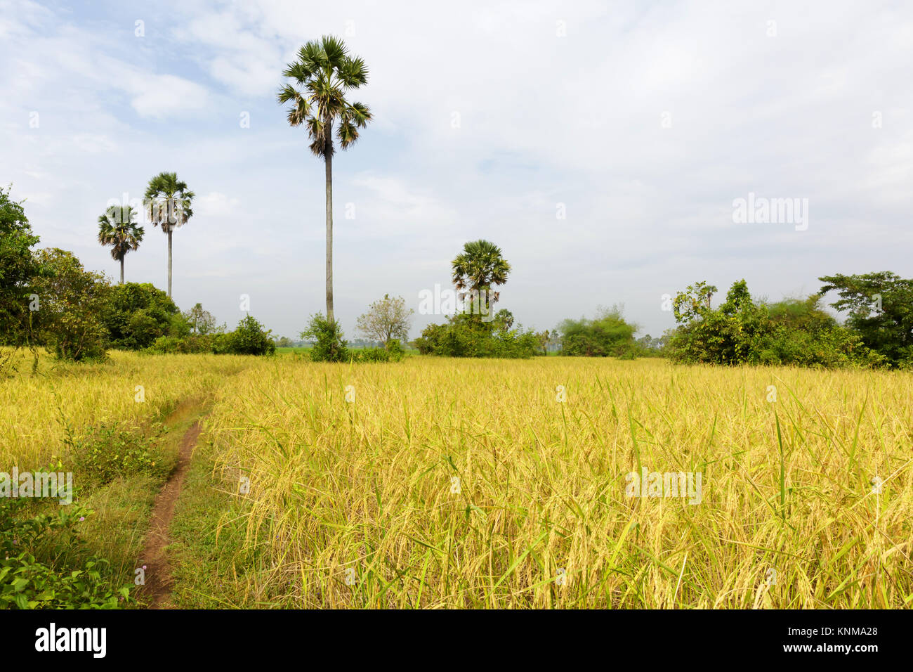 Cambodian Rice Fields