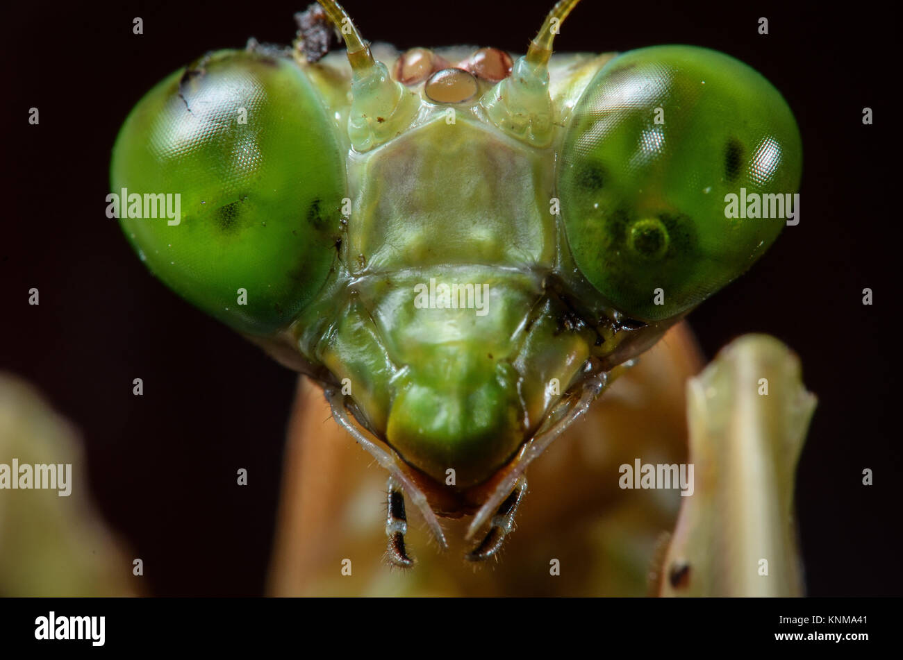 Green praying mantis in close up macro photo Stock Photo - Alamy