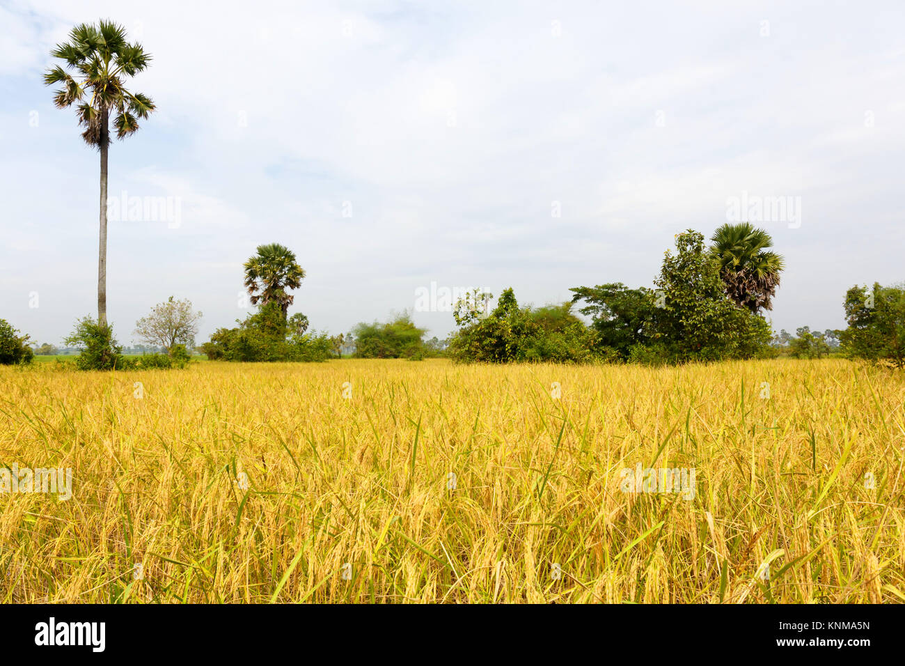 Rice Field Landscape Just Before Harvesting Stock Photo - Alamy
