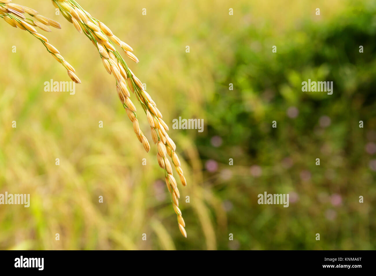 Rice Grain on Its Stalk in Paddy Field Ready for Harvesting Stock Photo ...