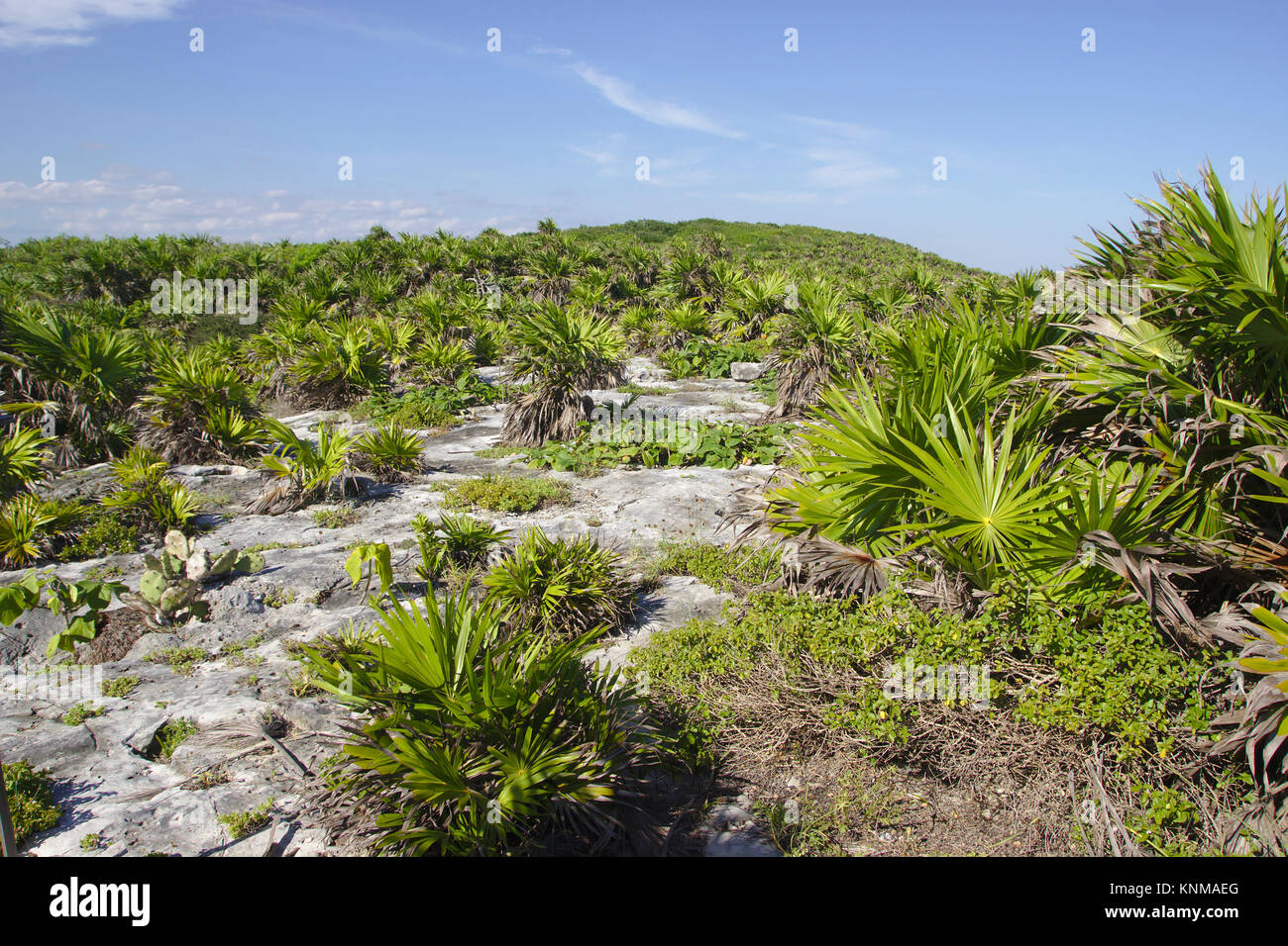 Limestone plateau, Tulum Ruins, Mexico Stock Photo - Alamy