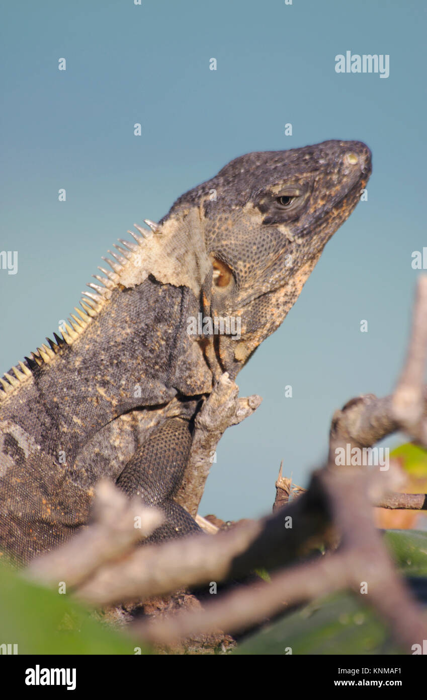 Iguana in the ruins of Tulum, Mexico Stock Photo - Alamy