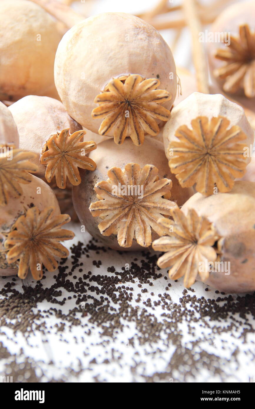 Saving poppy seed. Collecting seed from dried poppy flower heads of ...