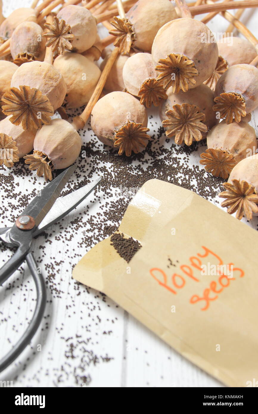 Collecting poppy seeds (Papaver somniferum), from dried seed heads for ...