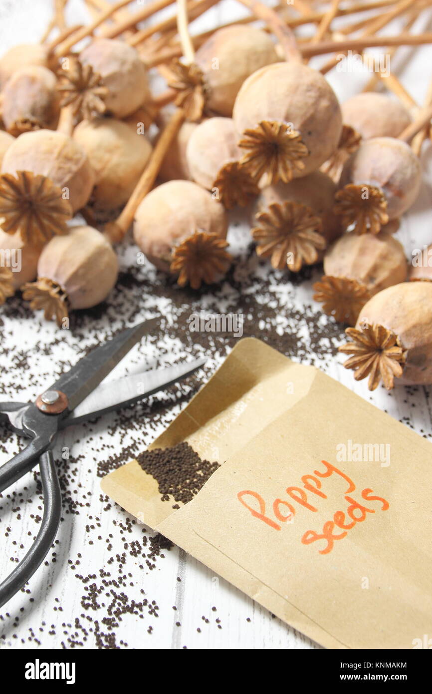 Collecting poppy seeds (Papaver somniferum), from dried seed heads for ...