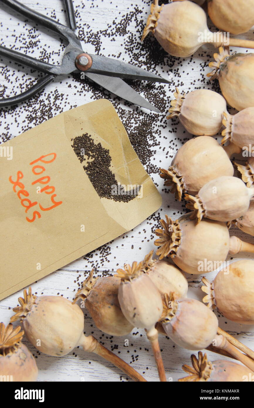 Close up photo of dried seed hi-res stock photography and images - Alamy