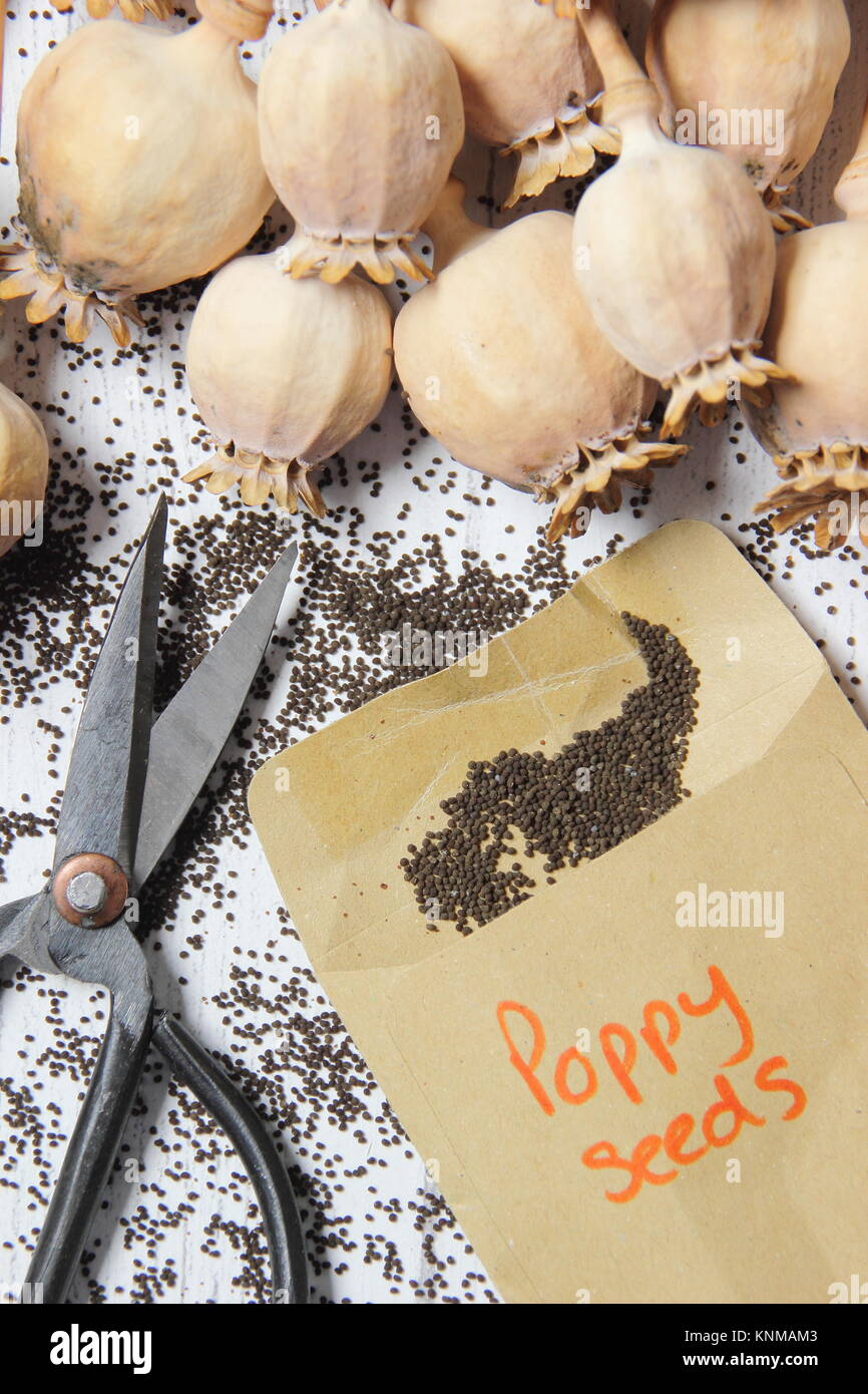 Collecting poppy seeds (Papaver somniferum), from dried seed heads for ...