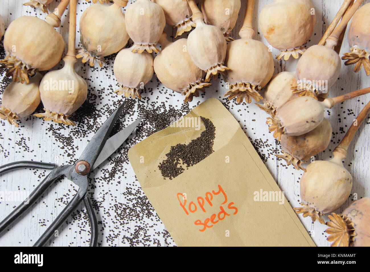 Collecting poppy seeds (Papaver somniferum), from dried seed heads for ...