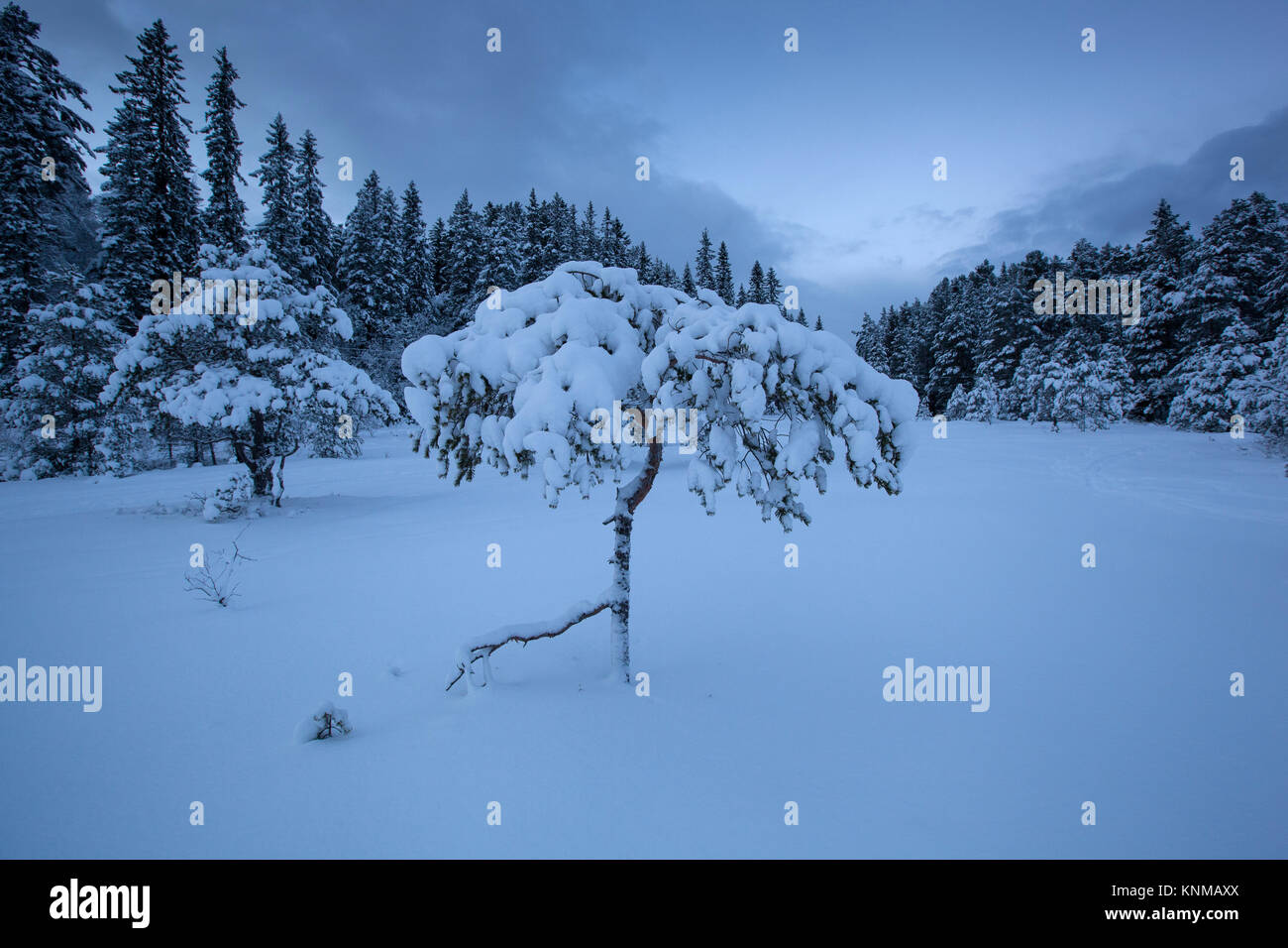 beautiful winter landscape snow tree Stock Photo - Alamy