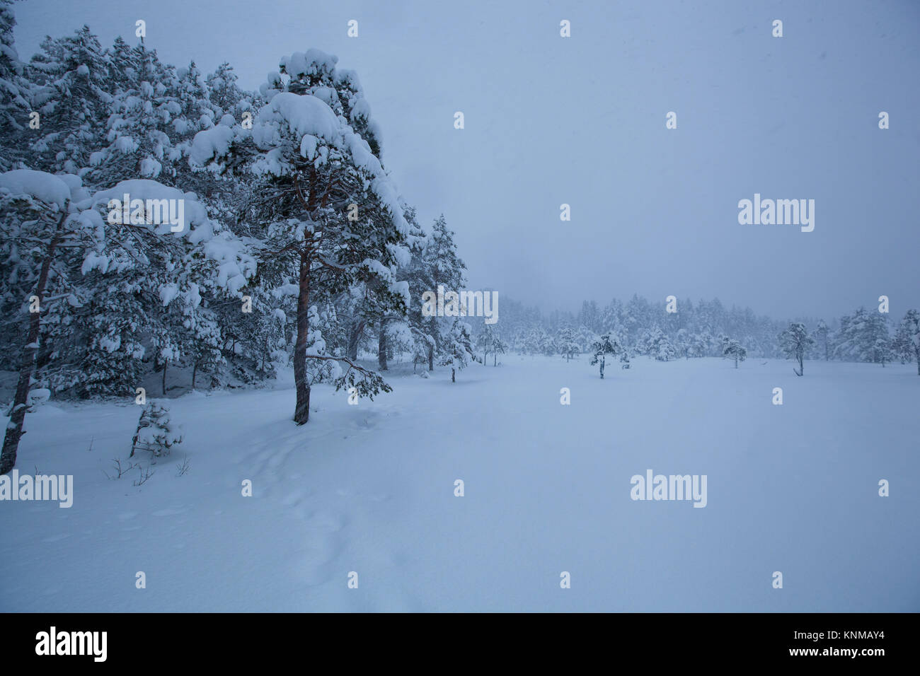 stormy winter landscape snow tree Stock Photo - Alamy