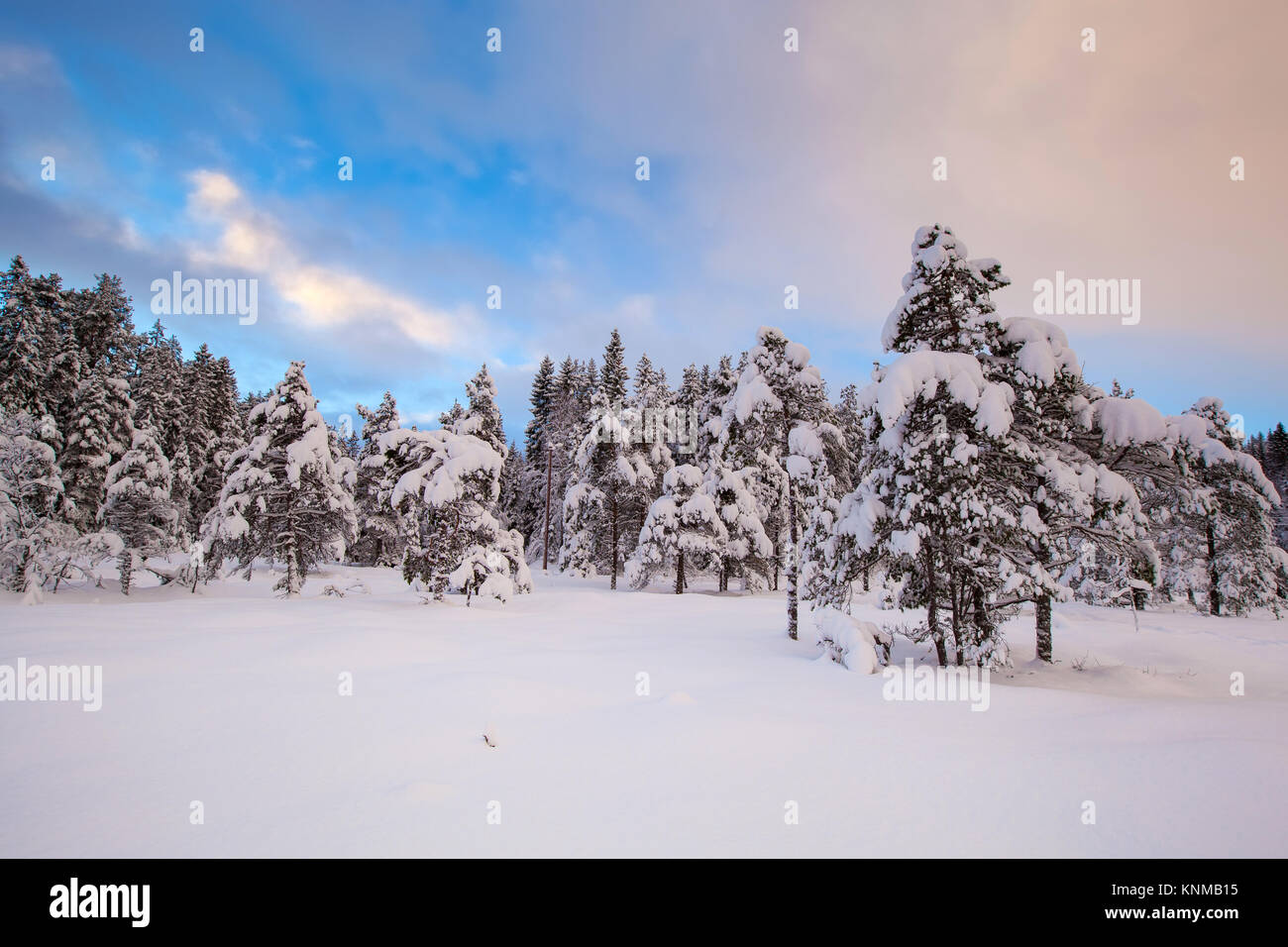 beautiful winter landscape snow tree Stock Photo - Alamy