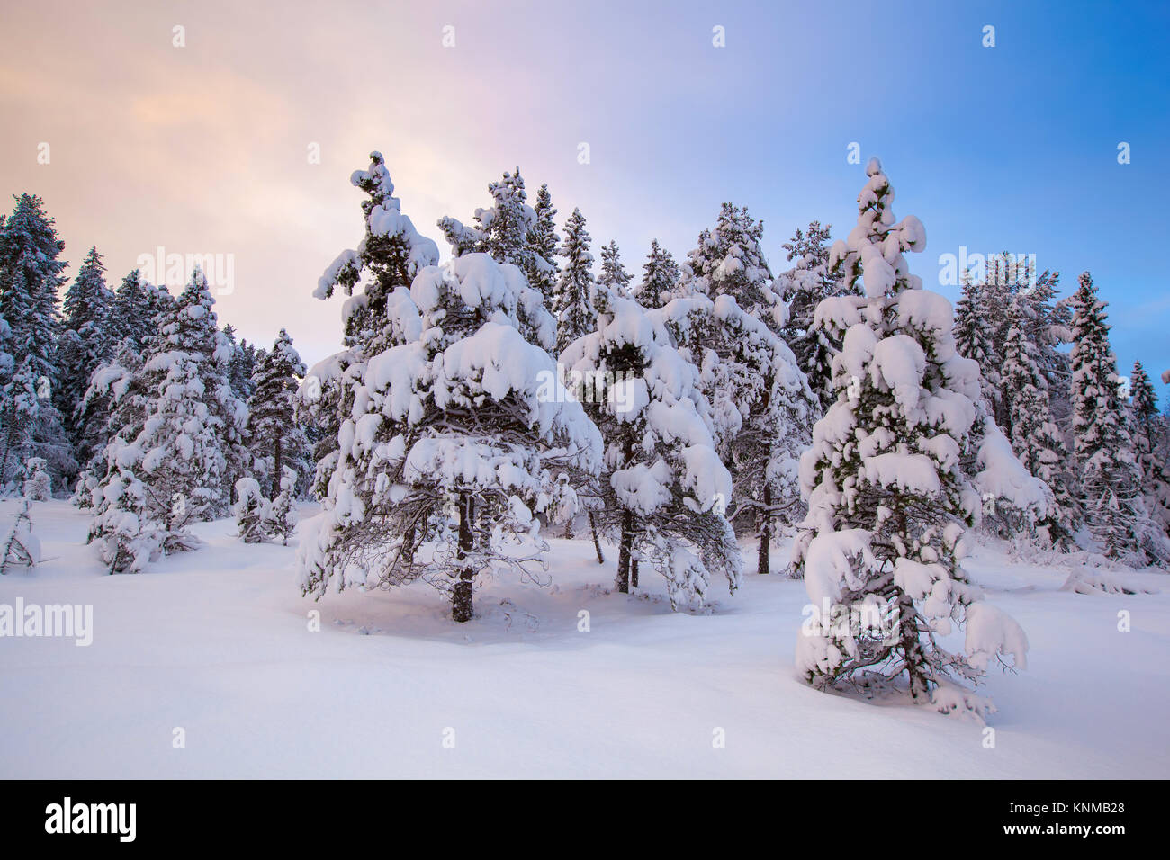 beautiful winter landscape snow tree Stock Photo - Alamy