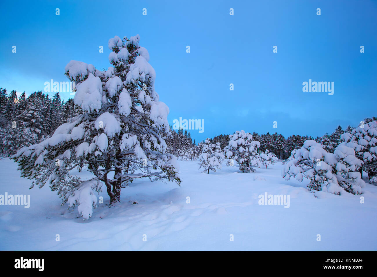 beautiful winter landscape snow tree Stock Photo - Alamy