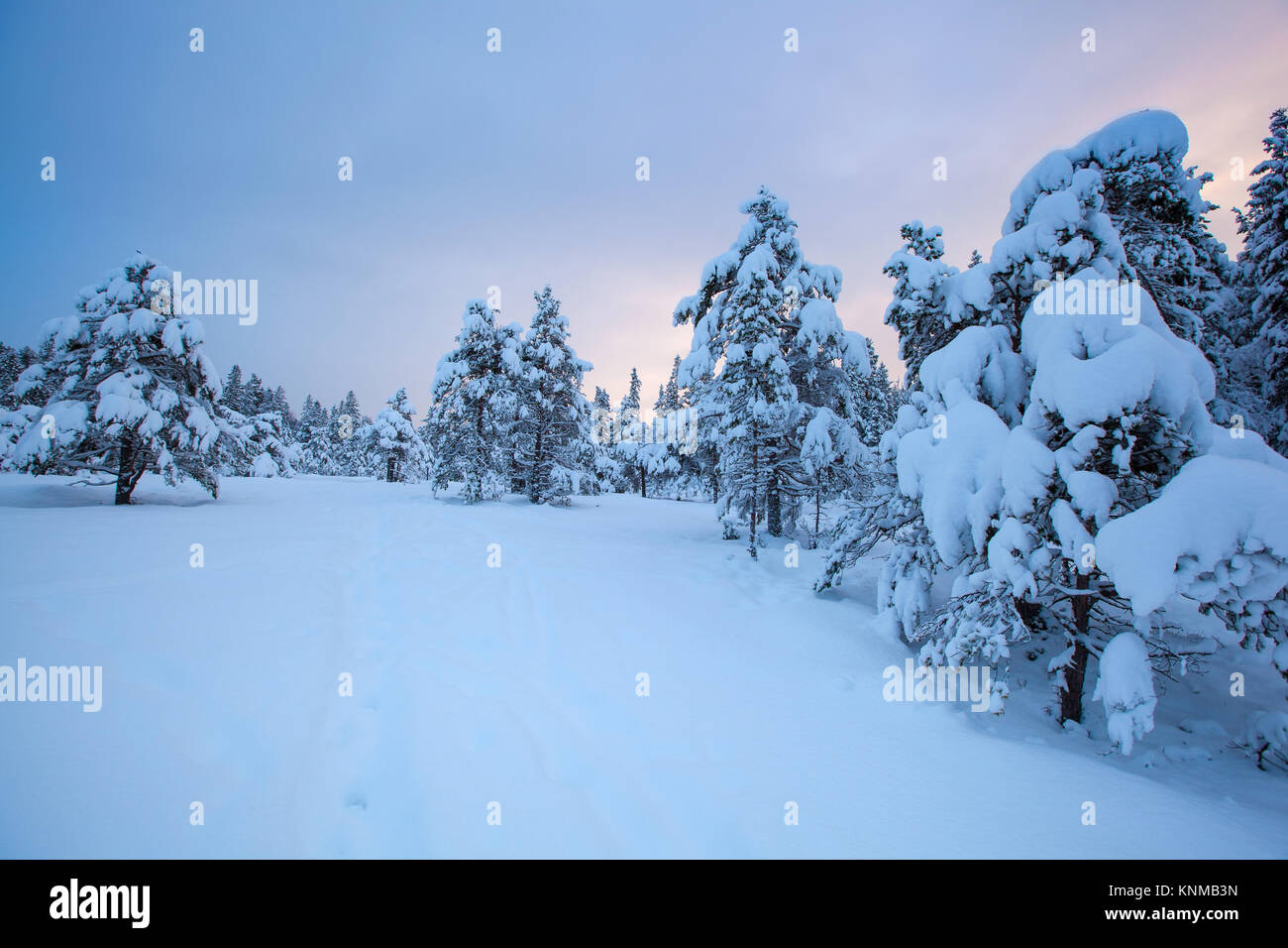 Beautiful winter landscape snow tree hi-res stock photography and ...