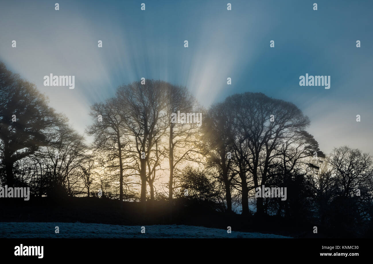Early morning sun through the trees on a winters morning Stock Photo ...