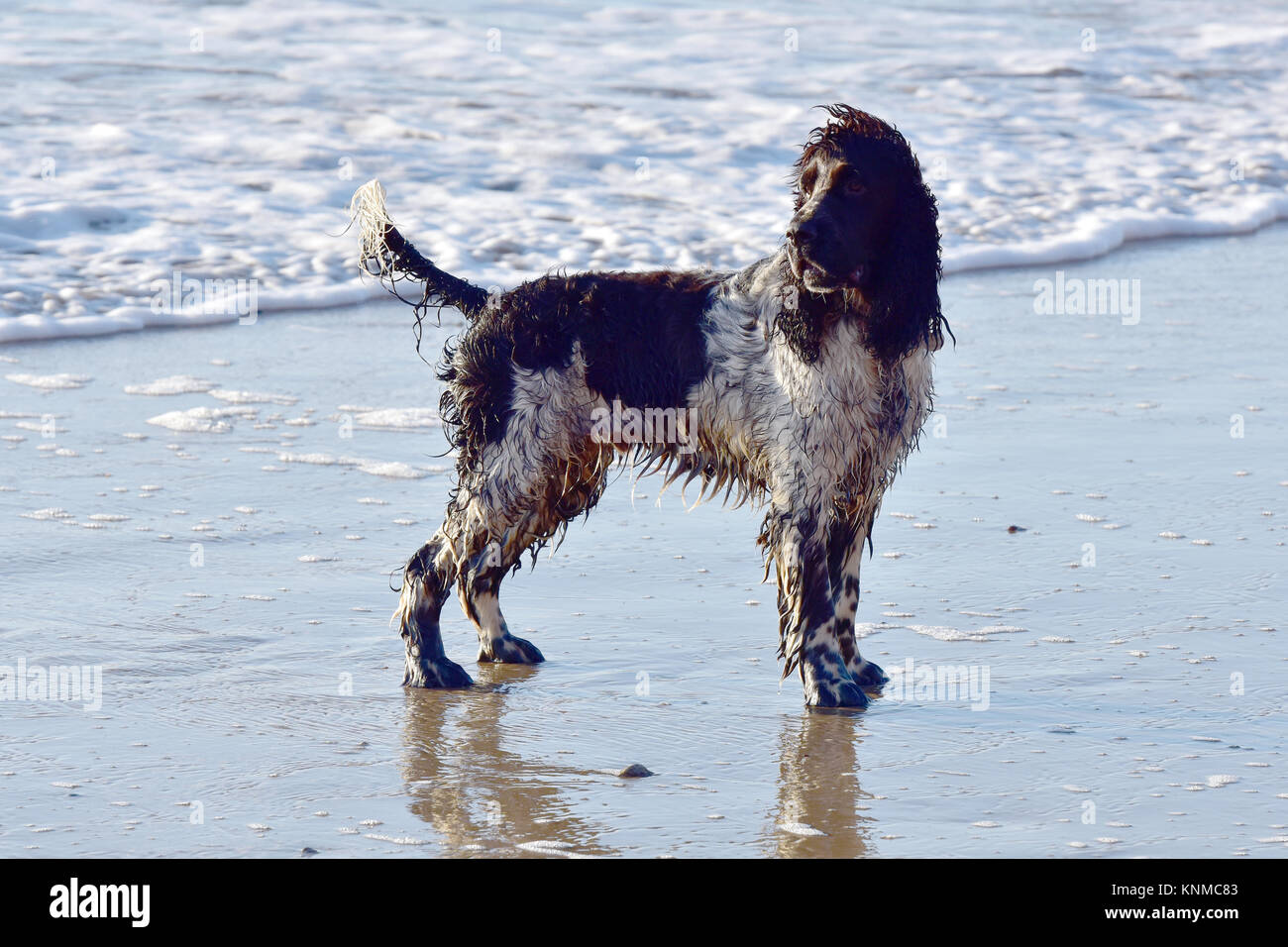 A wet springer spaniel dog standing on a beach waiting for a ball to be ...