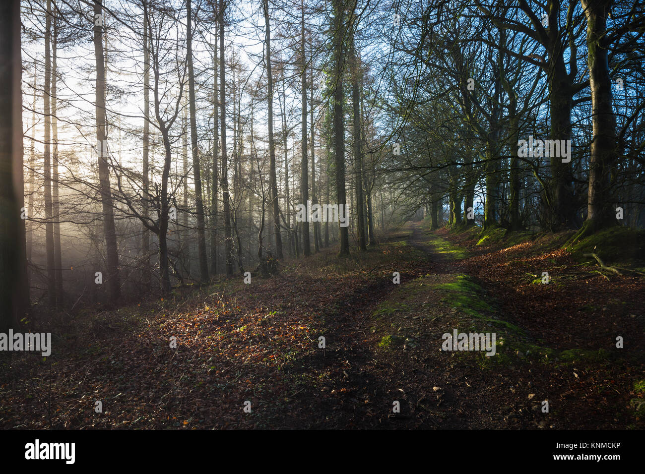 Blackdown hills winter hi-res stock photography and images - Alamy