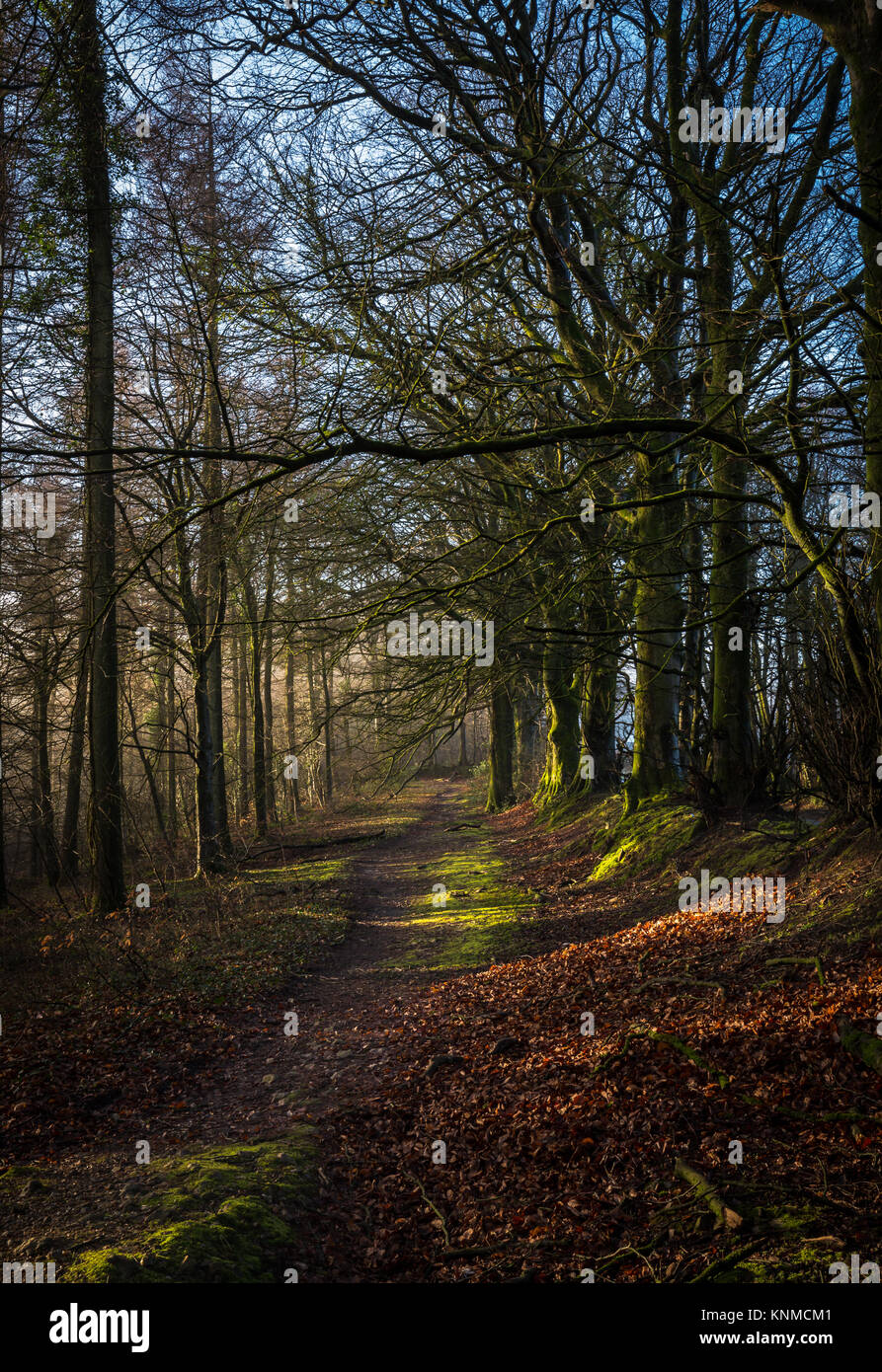 Path through trees in the Blackdown Hills, Somerset, winter time Stock ...