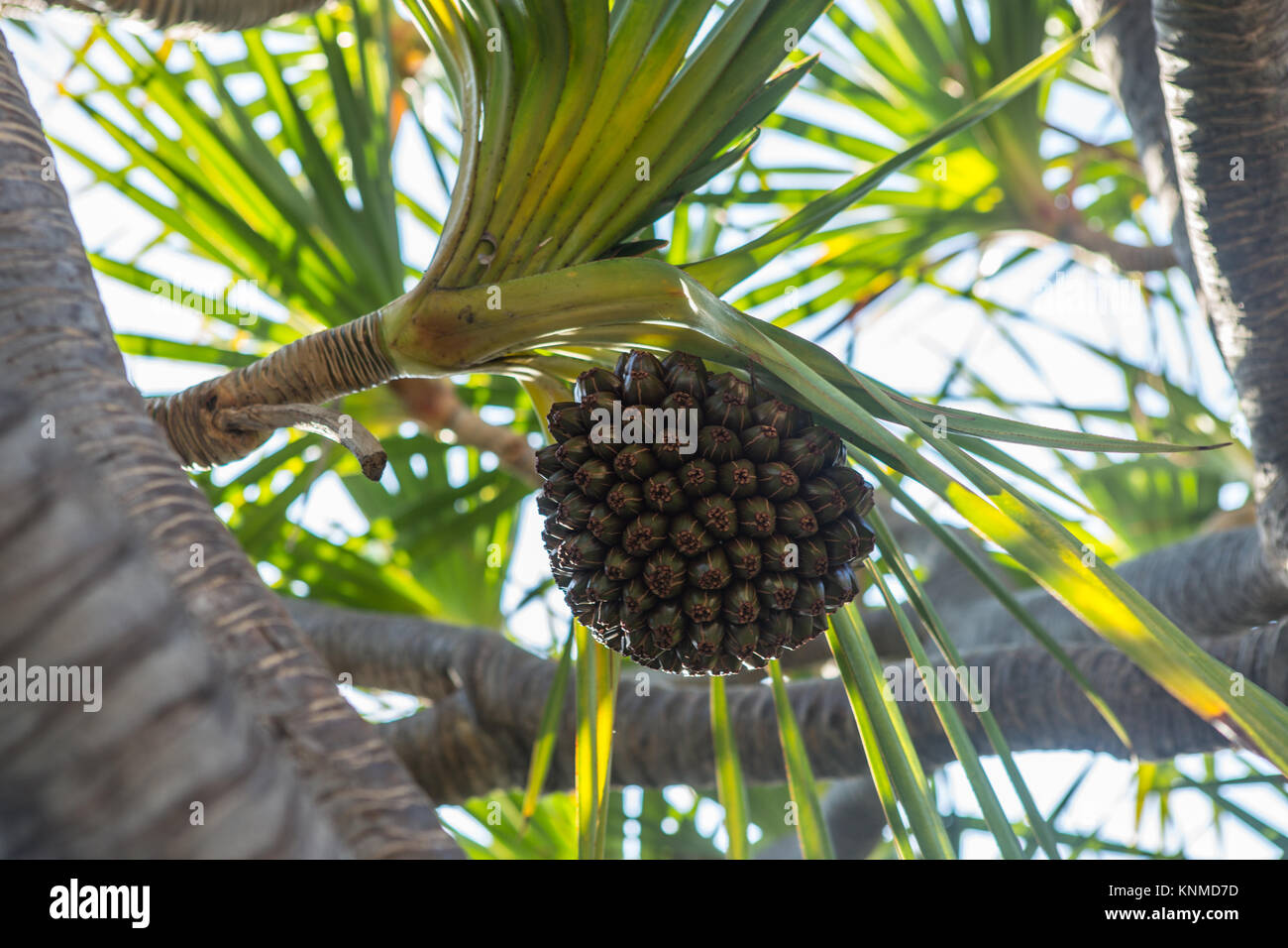 Fruits in Palm tree Stock Photo - Alamy