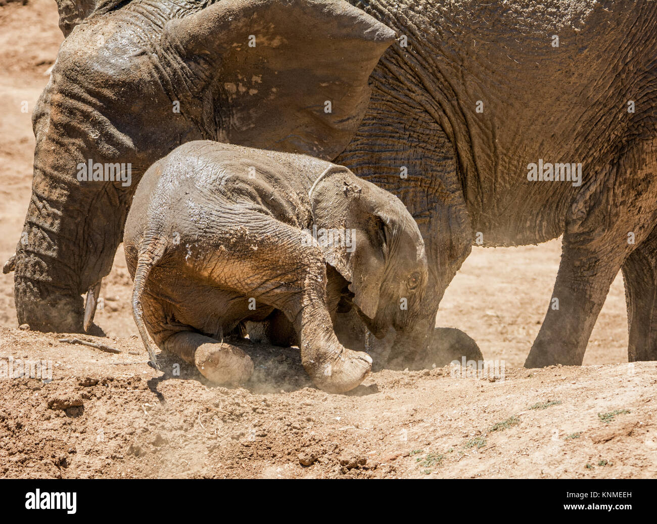 A baby African Elephant in namibian savanna Stock Photo - Alamy