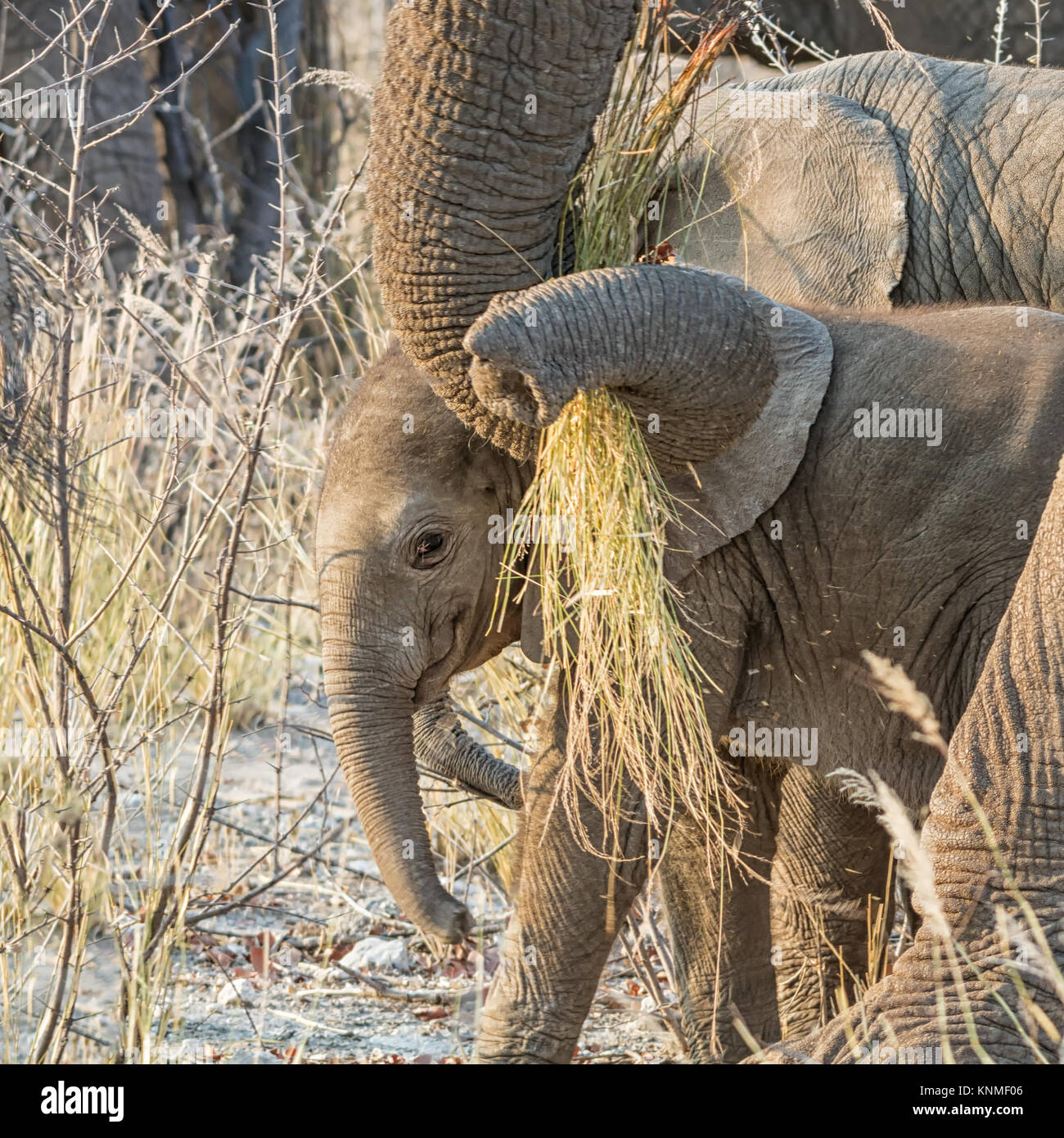 A baby African Elephant in namibian savanna Stock Photo - Alamy