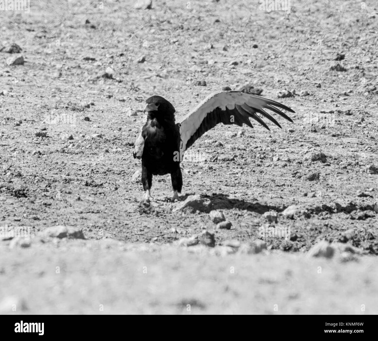 A Bateleur Eagle in Namibian savanna Stock Photo - Alamy