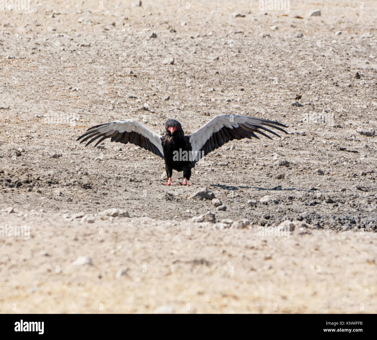 A Bateleur Eagle in Namibian savanna Stock Photo - Alamy