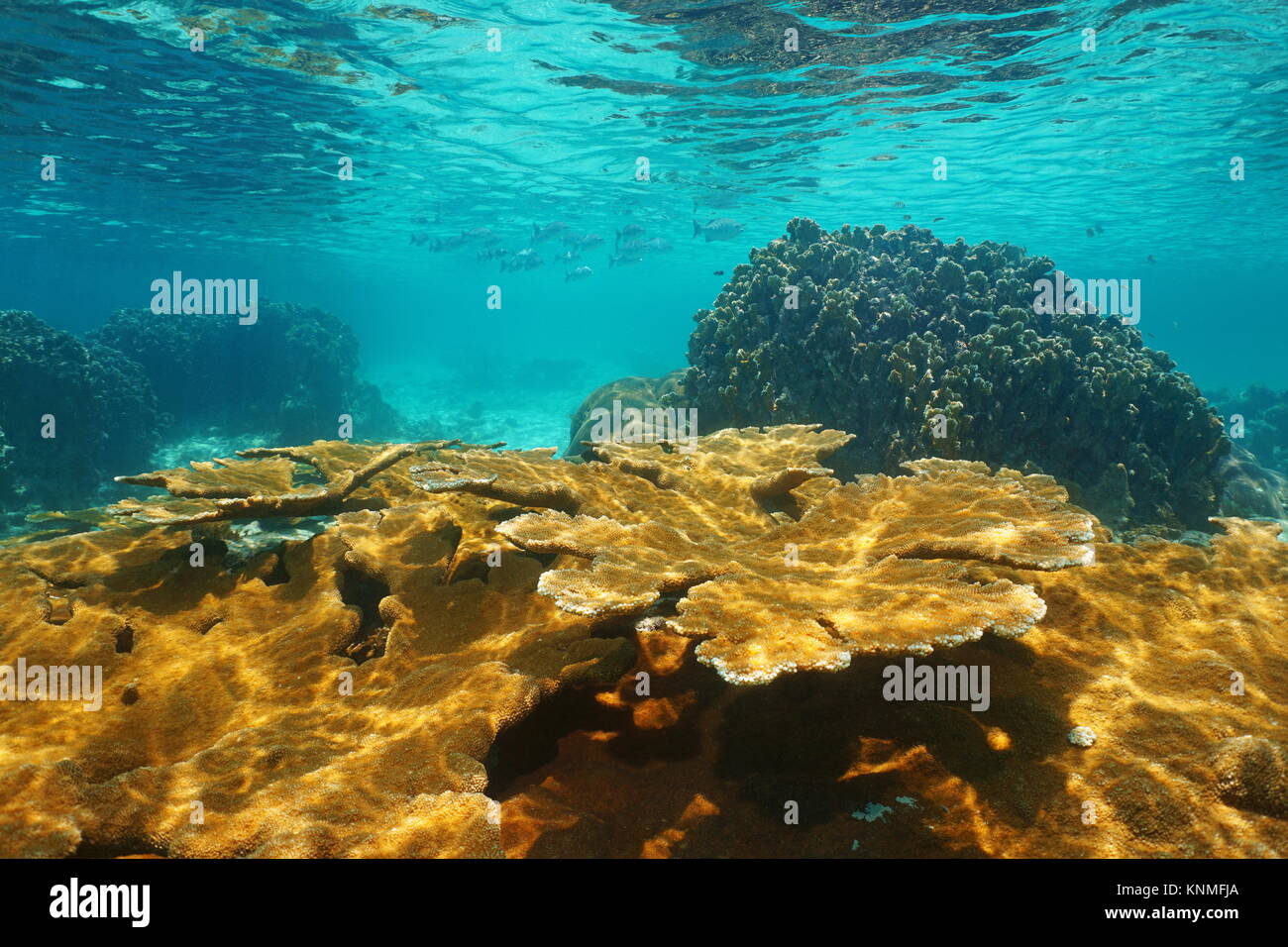 Caribbean sea underwater shallow coral reef, Bastimentos national ...