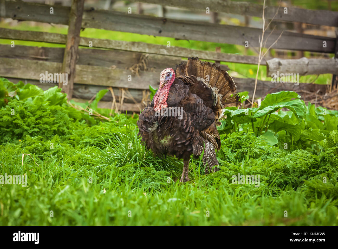 Thick turkey on the green grass in front of the fence. Thanksgiving ...