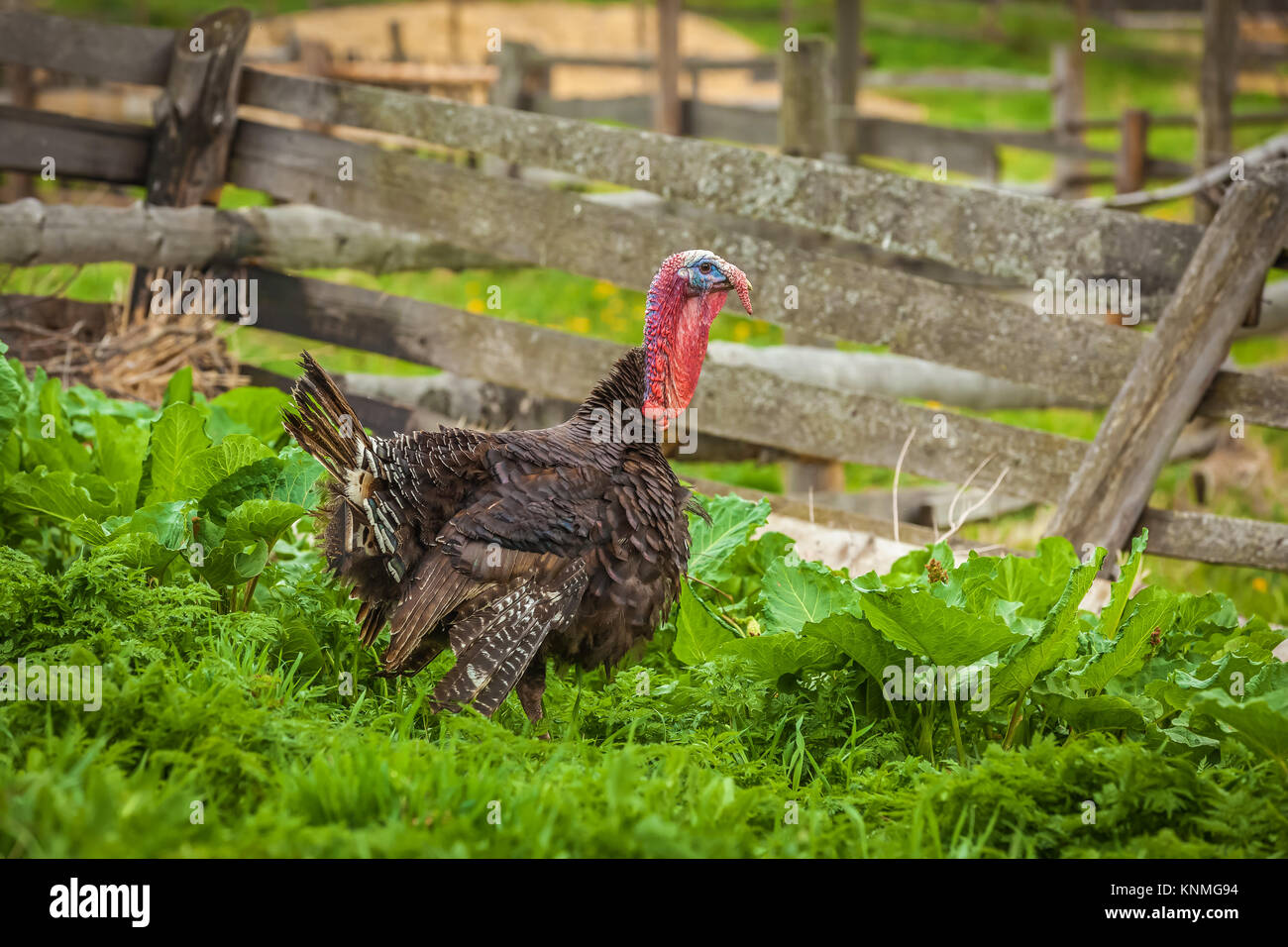 Thick turkey on the green grass in front of the fence. Thanksgiving ...