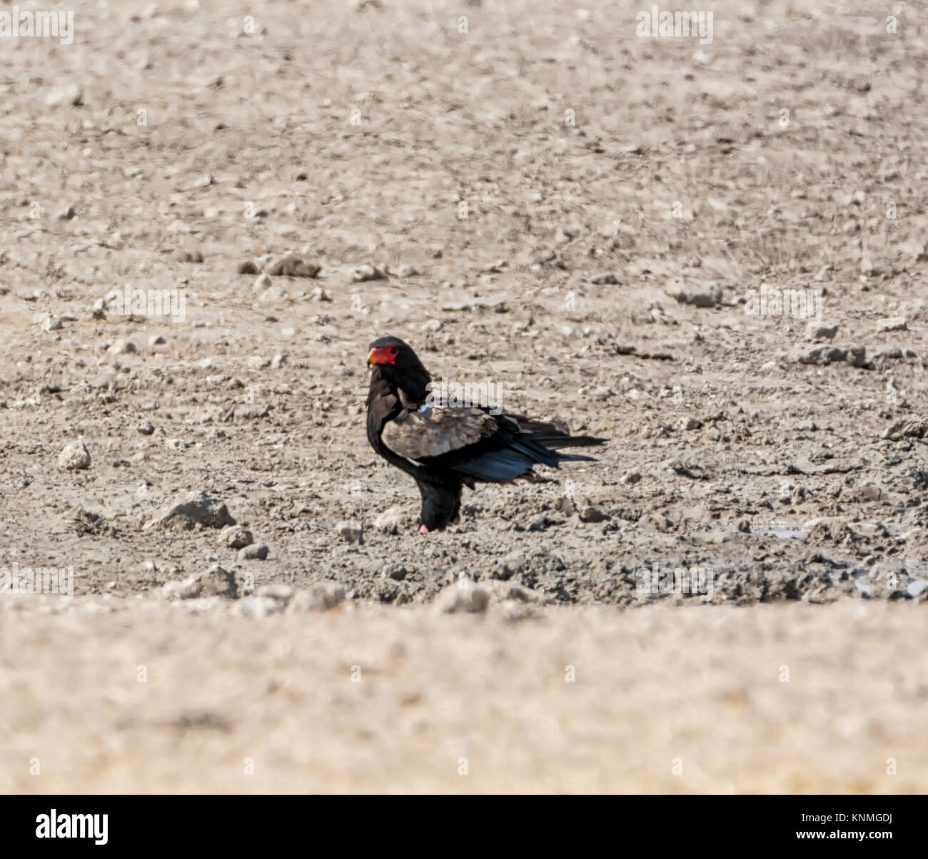 A Bateleur Eagle in Namibian savanna Stock Photo - Alamy