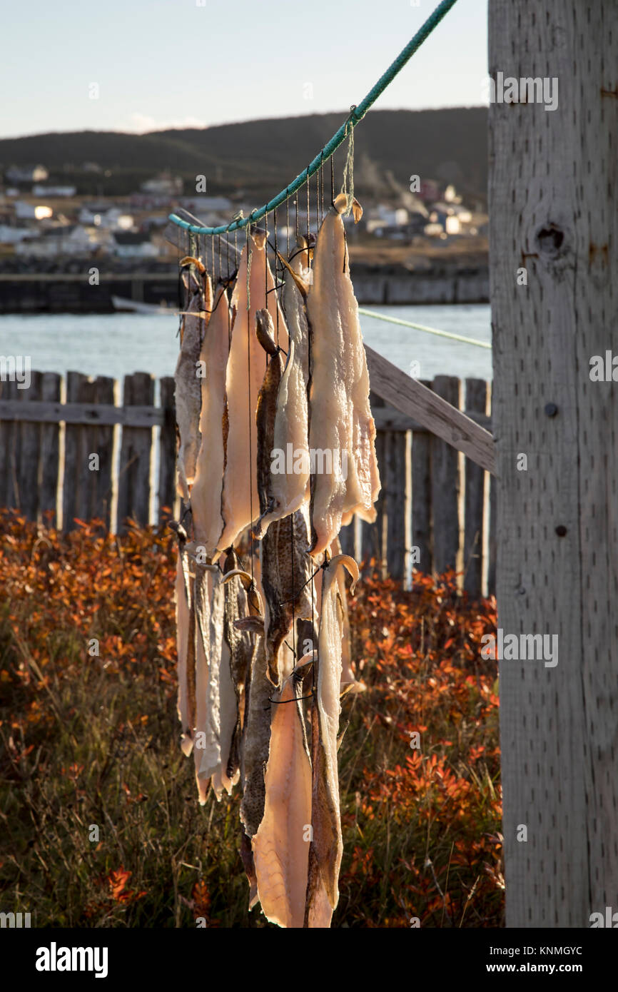 Pieces of salt cod drying on string on outdoor poles in Bonavista ...