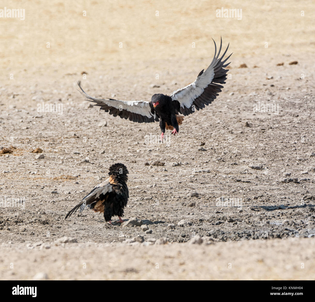 A Pair of Bateleur Eagles squabbling in Namibian savanna Stock Photo ...