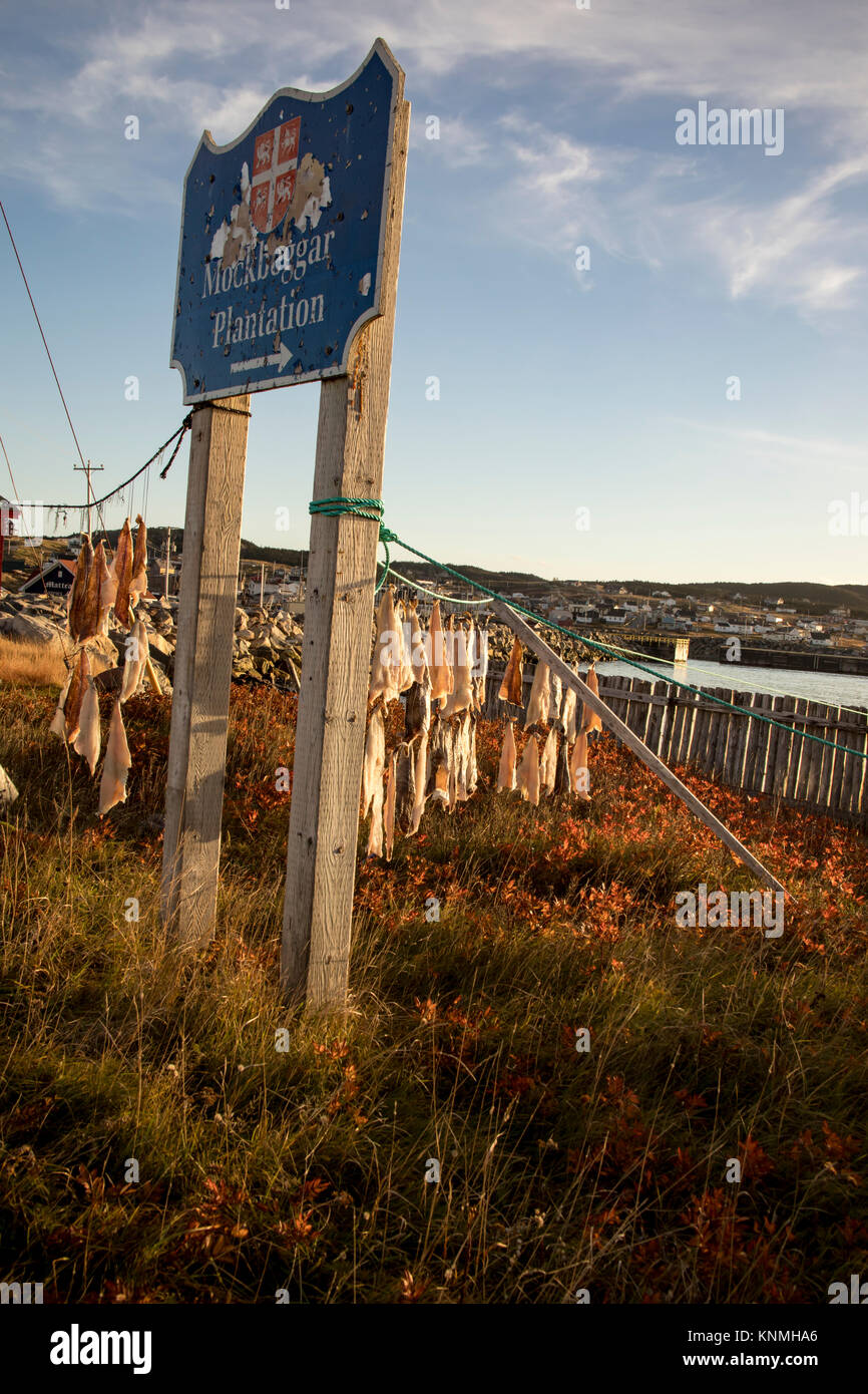 Salt Cod Drying Newfoundland High Resolution Stock Photography and ...