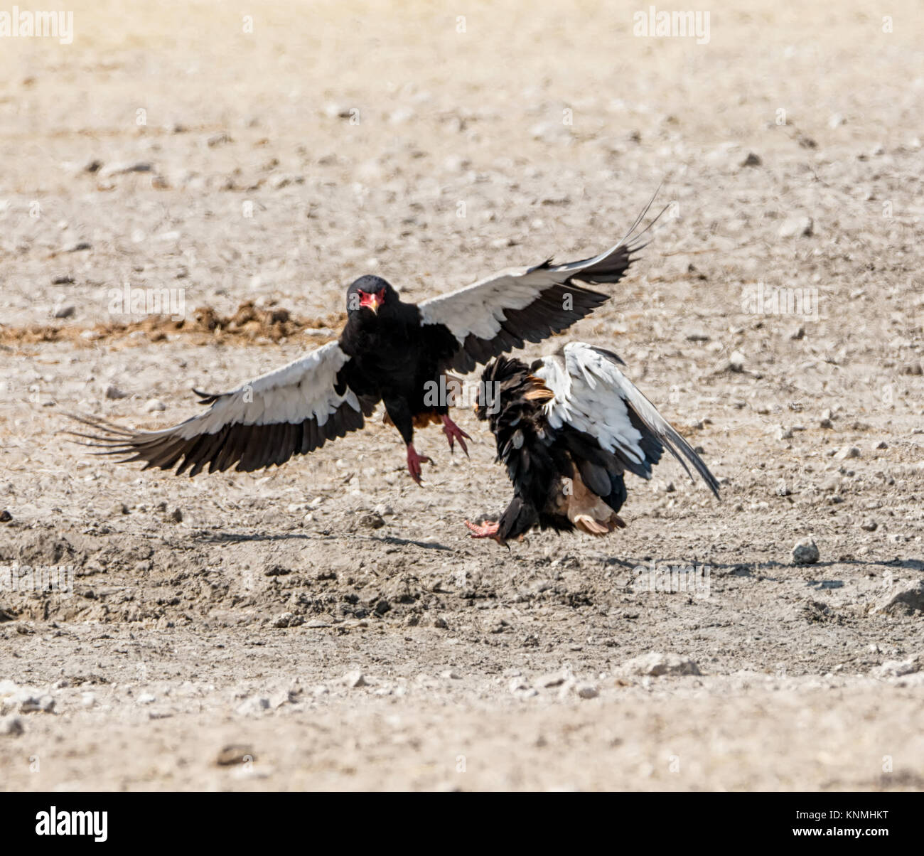 A Pair of Bateleur Eagles squabbling in Namibian savanna Stock Photo ...