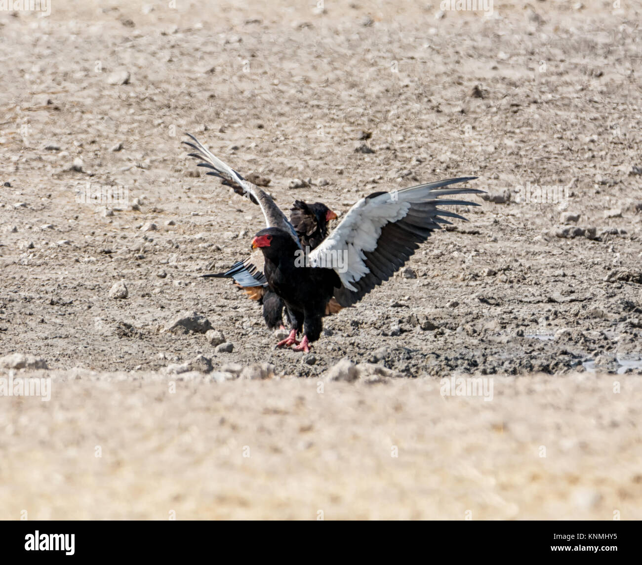 A Pair of Bateleur Eagles squabbling in Namibian savanna Stock Photo ...