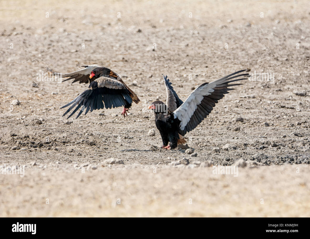 A Pair of Bateleur Eagles squabbling in Namibian savanna Stock Photo ...