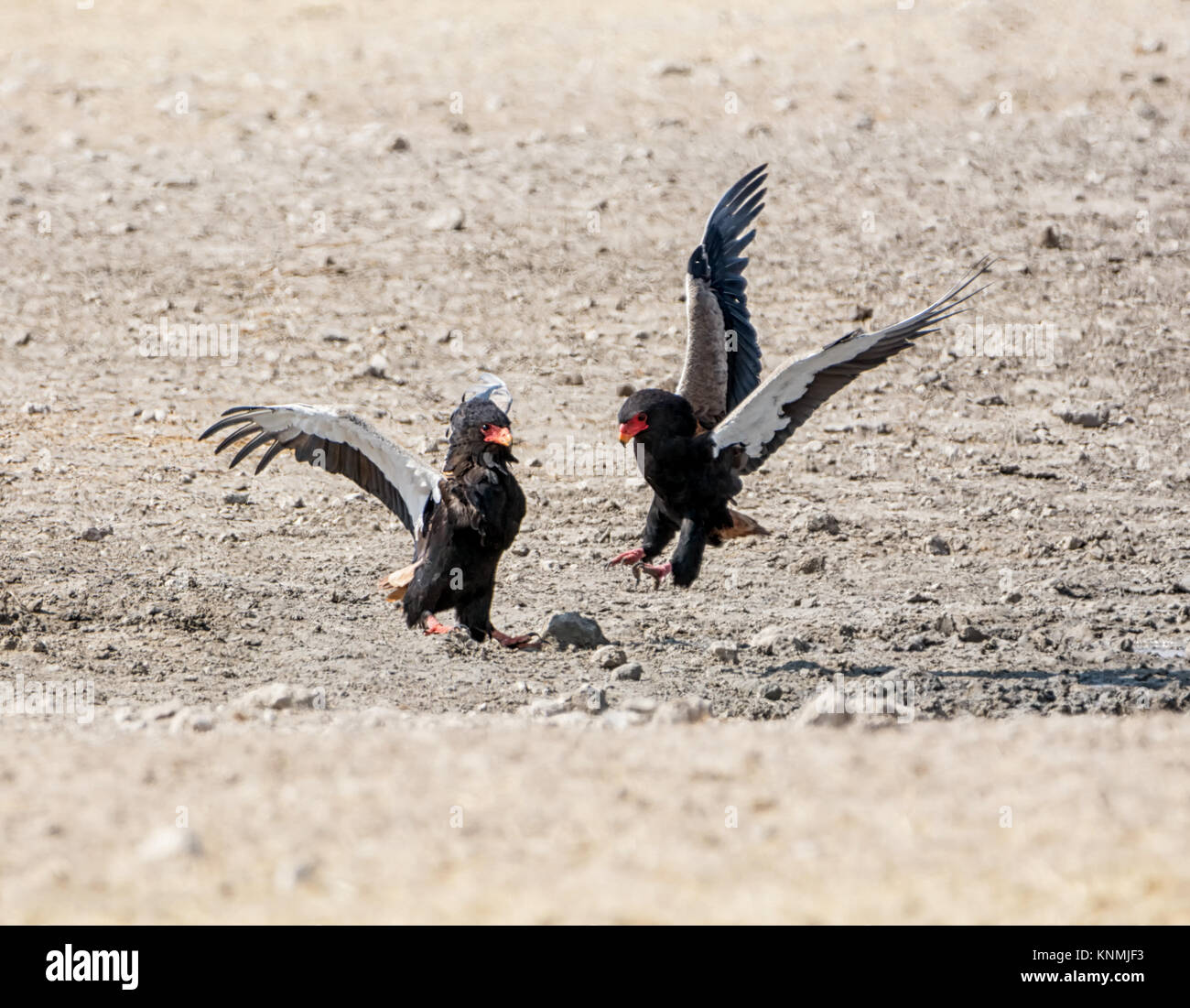 A Pair of Bateleur Eagles squabbling in Namibian savanna Stock Photo ...
