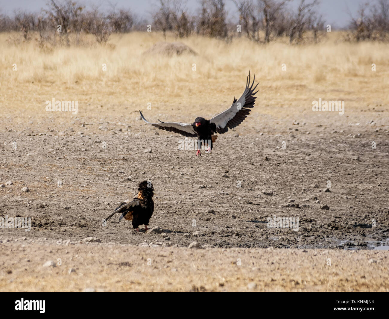 A Pair of Bateleur Eagles squabbling in Namibian savanna Stock Photo ...