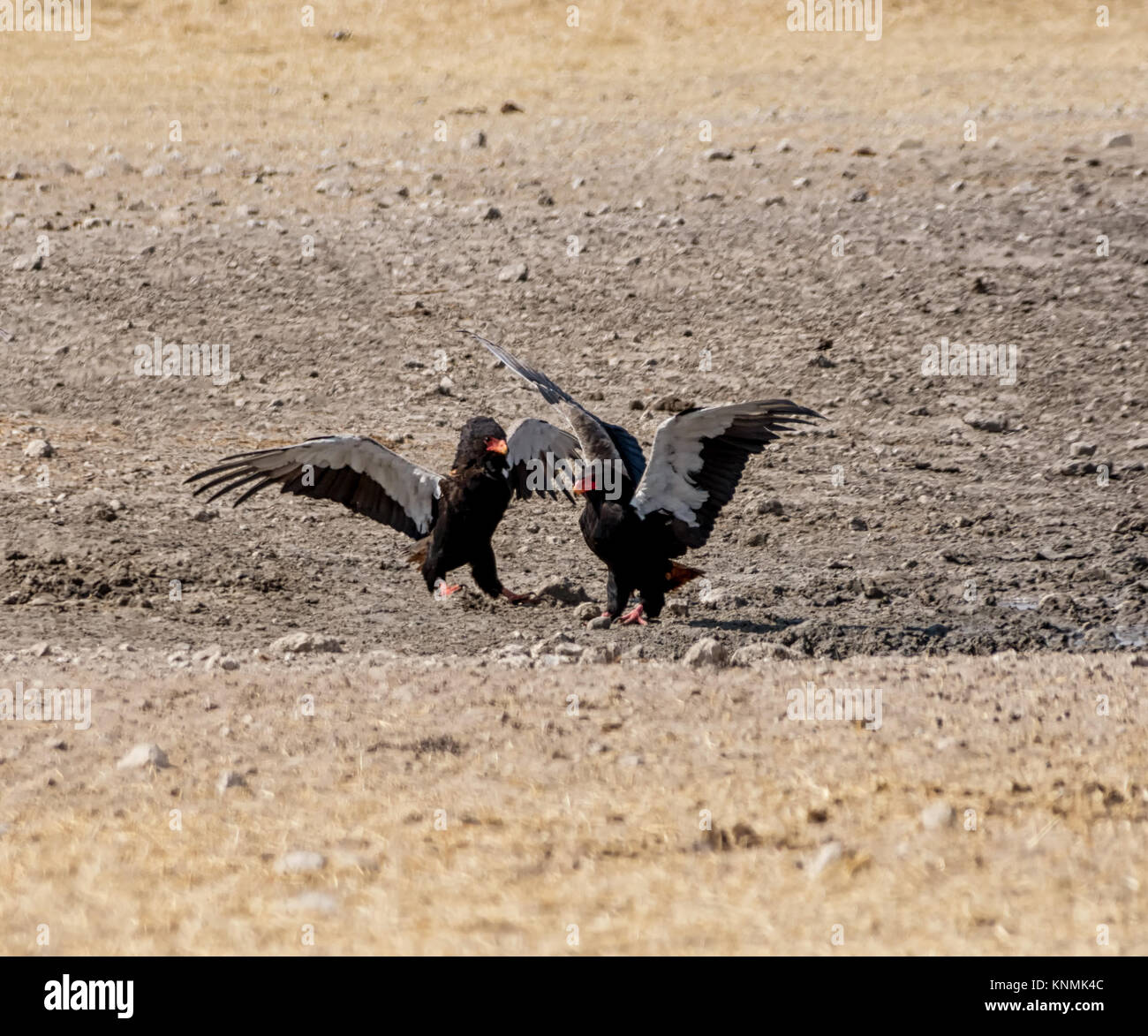 A Pair of Bateleur Eagles squabbling in Namibian savanna Stock Photo ...