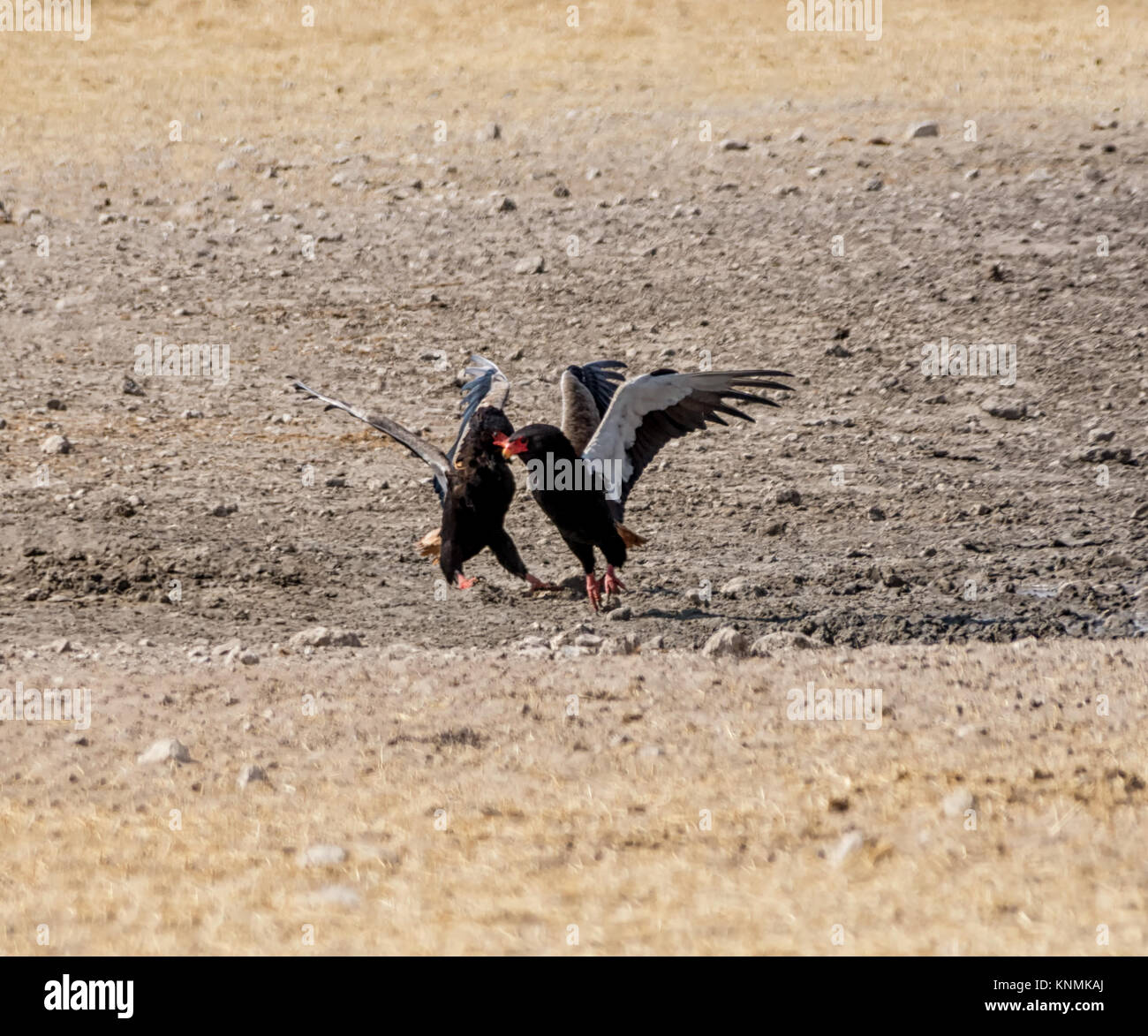 A Pair of Bateleur Eagles squabbling in Namibian savanna Stock Photo ...
